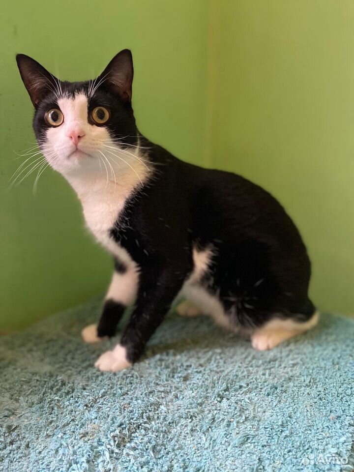 Котик 10 месяцев, мягкий животик