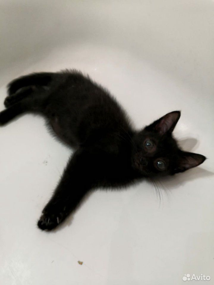 Котенок Моцарт