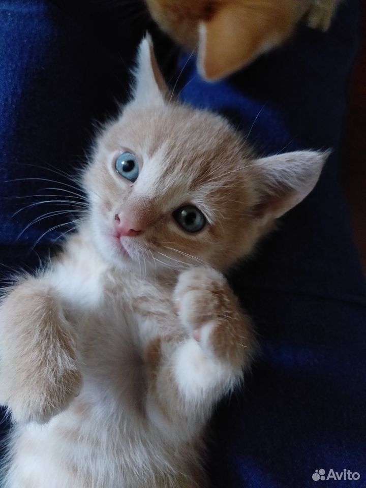 Котик персикового цвета