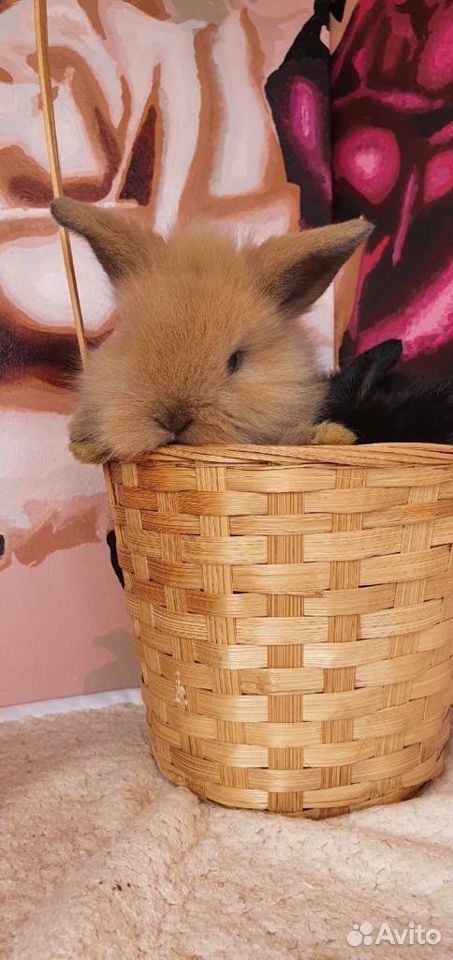 Кролик львиноголовый