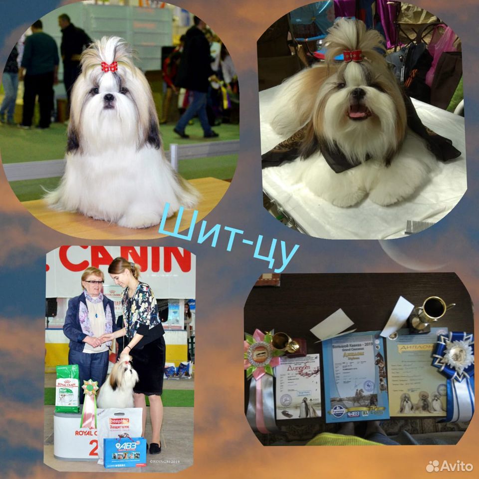 Вязка Ши-тцу