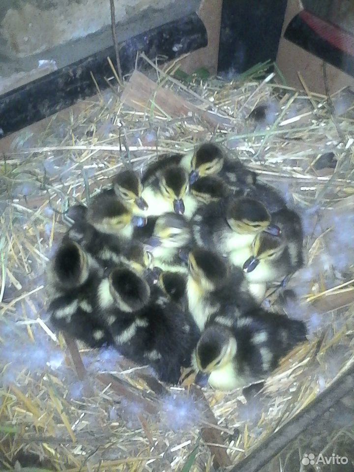 Продаю индоутят