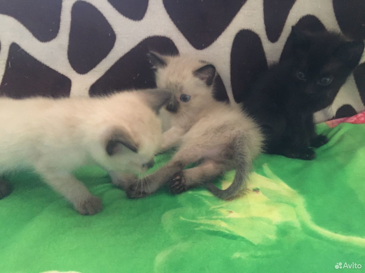 Котята сиамцы