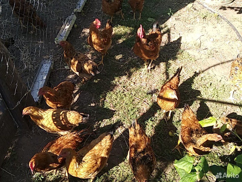 Петух Кучинский