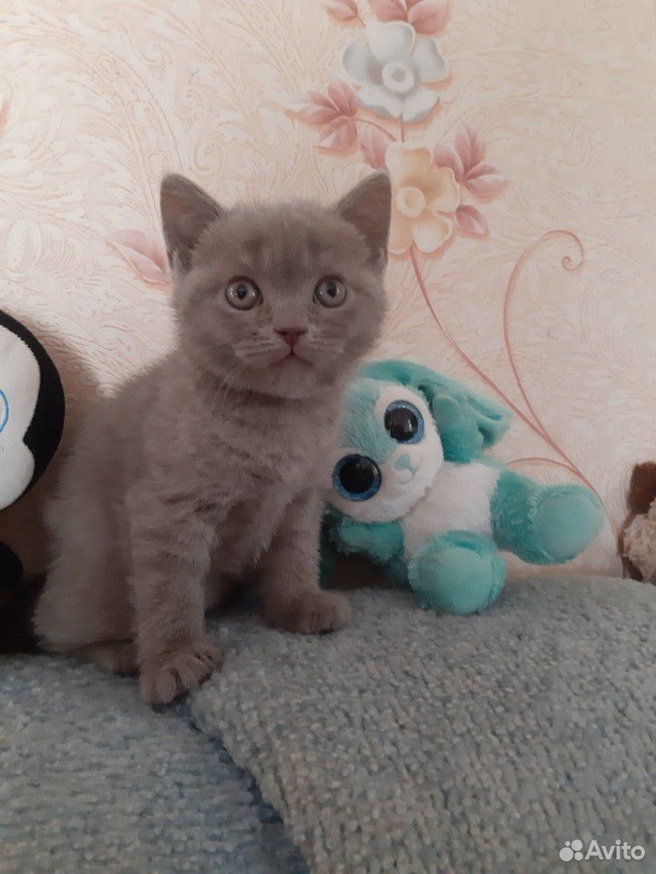 Шотландская