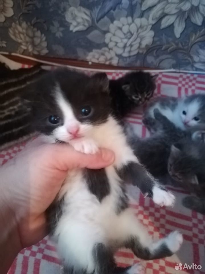 Котята британчики - метисы