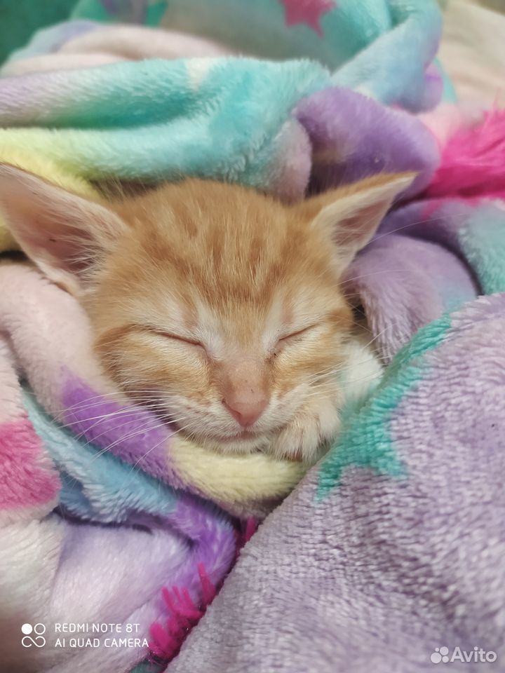 Кошечка ищет любящих хозяев