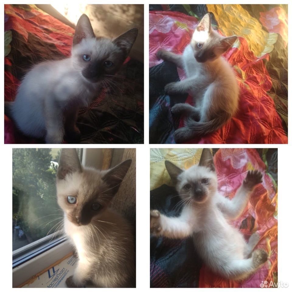 Кошка