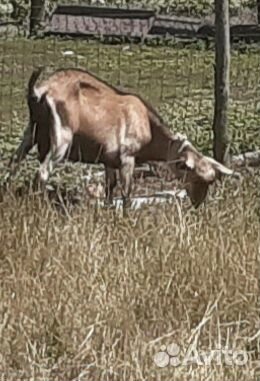 Продам дойных коз