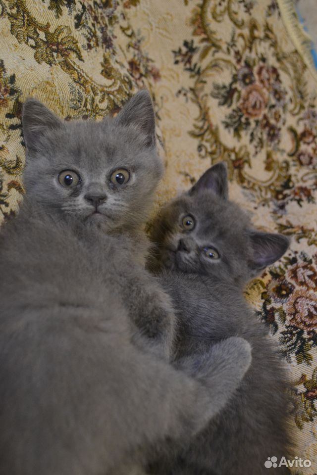 Котята британские