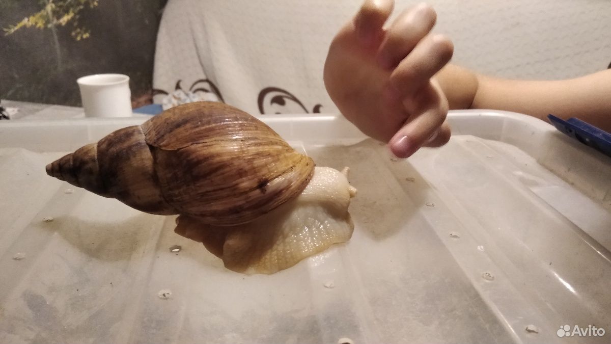 Улитка Ахатина