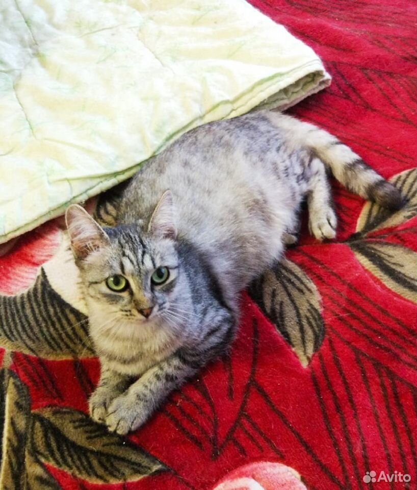 Кошка с потрясающим окрасом