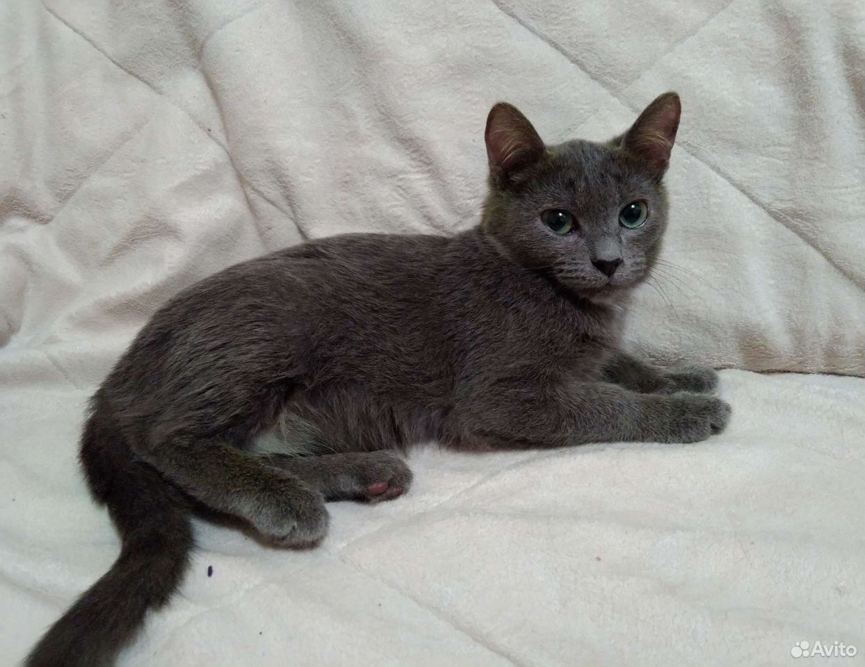 Котёнок Плутоша, 4 месяца