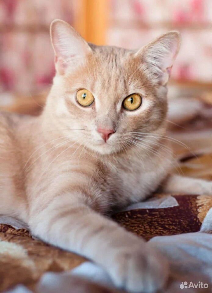 Красавчик Маркиз ищет дом