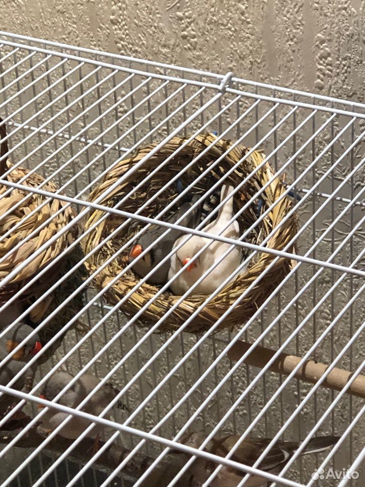 Зебровые амадины. Девочки