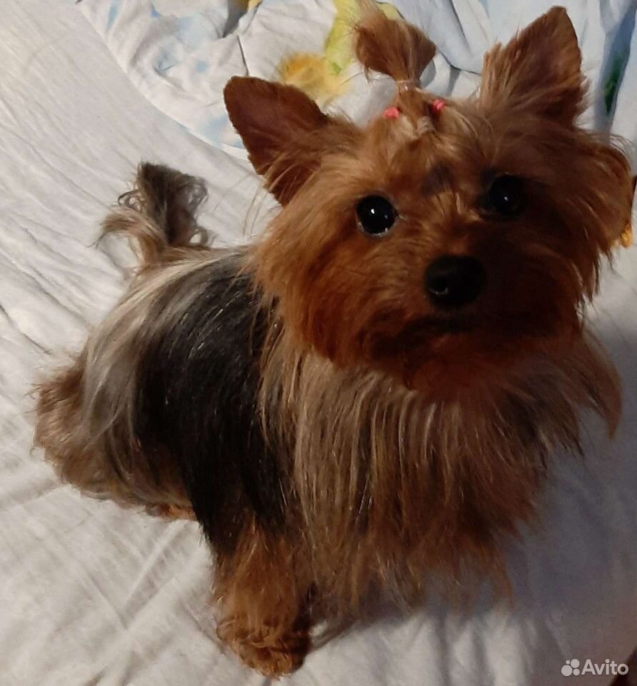 Йоркширский терьер