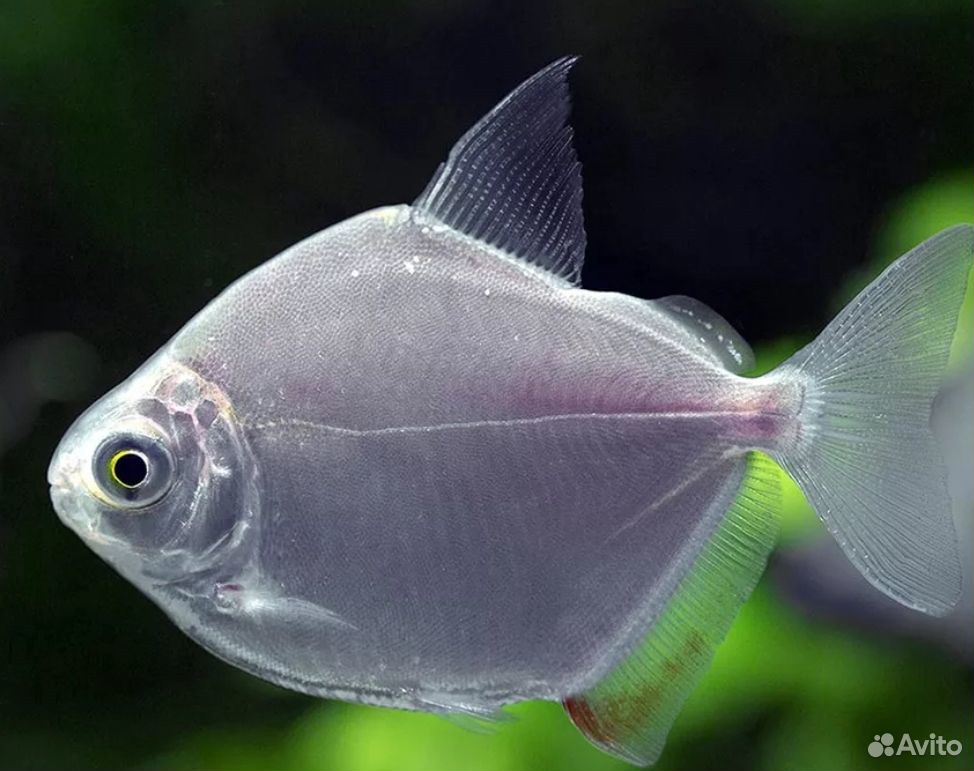 Пираньи травяные Метинисы