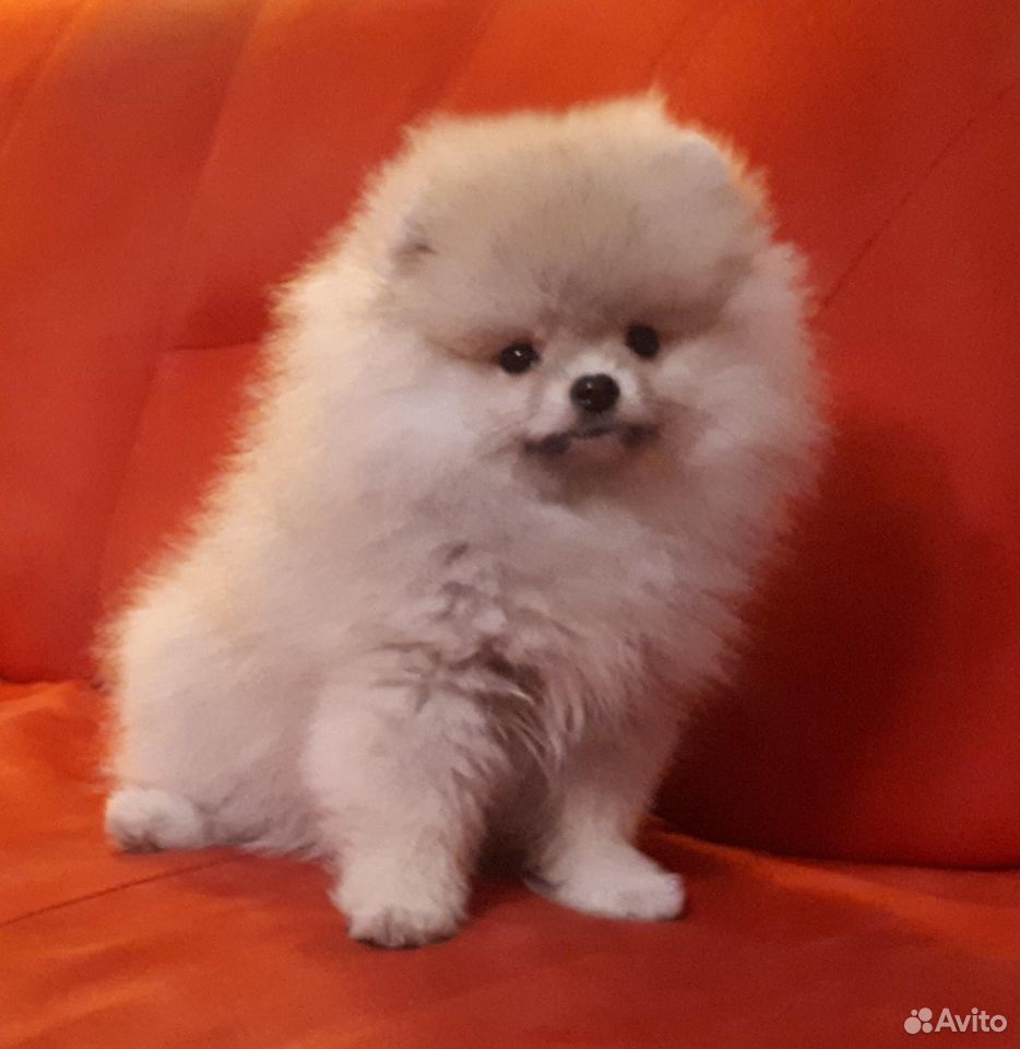 Шпиц мальчик