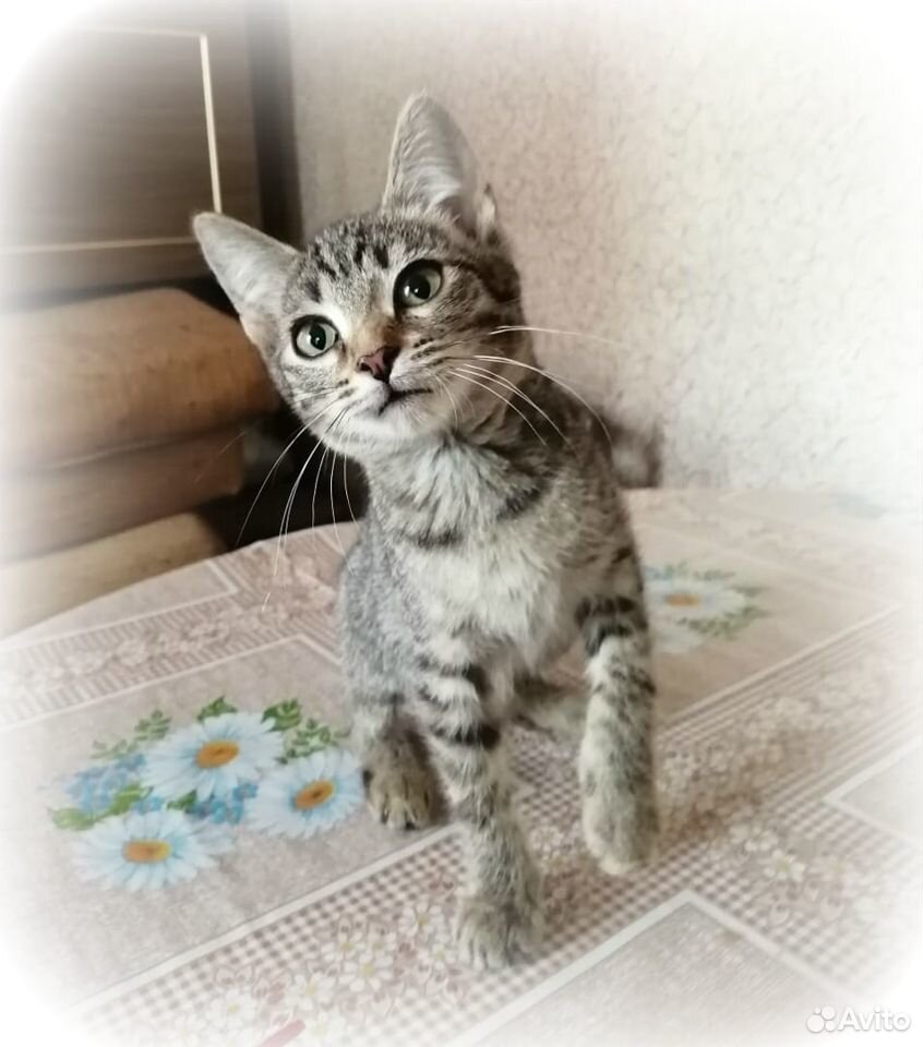Кошка Нюрочка