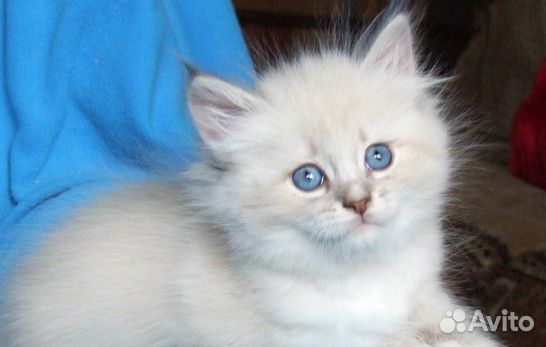 Котята Невская маскарадная,1.5 мес