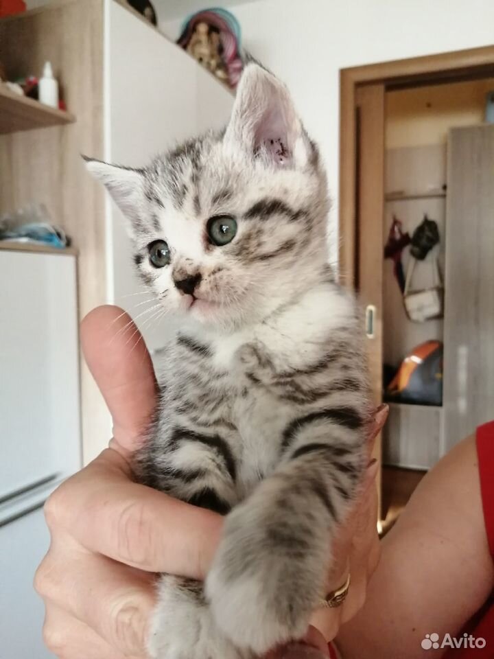 Помесь шотландской в добрые руки