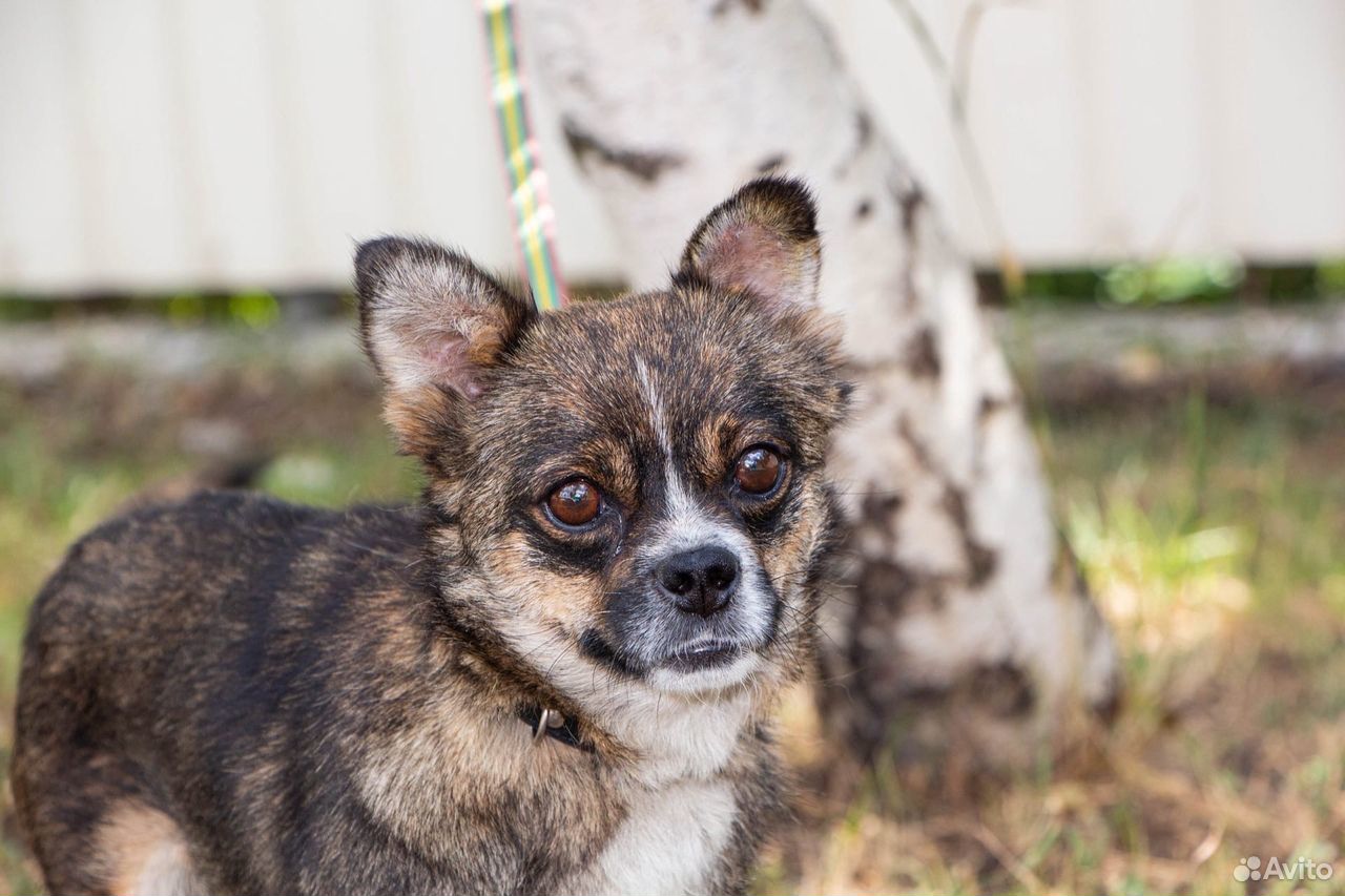 Пончита Крошка размером с кошку ищет дом