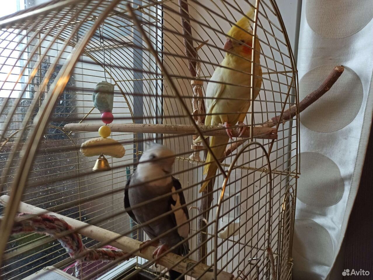 Попугаи Корела (семья)