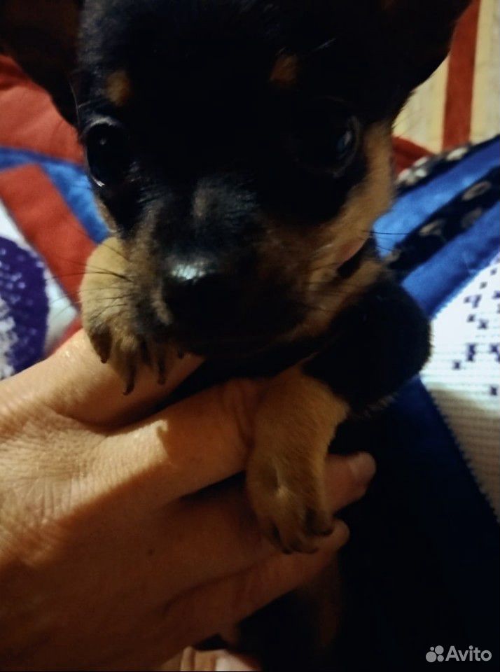 Щенок мини Той-Терьер(мальчик)