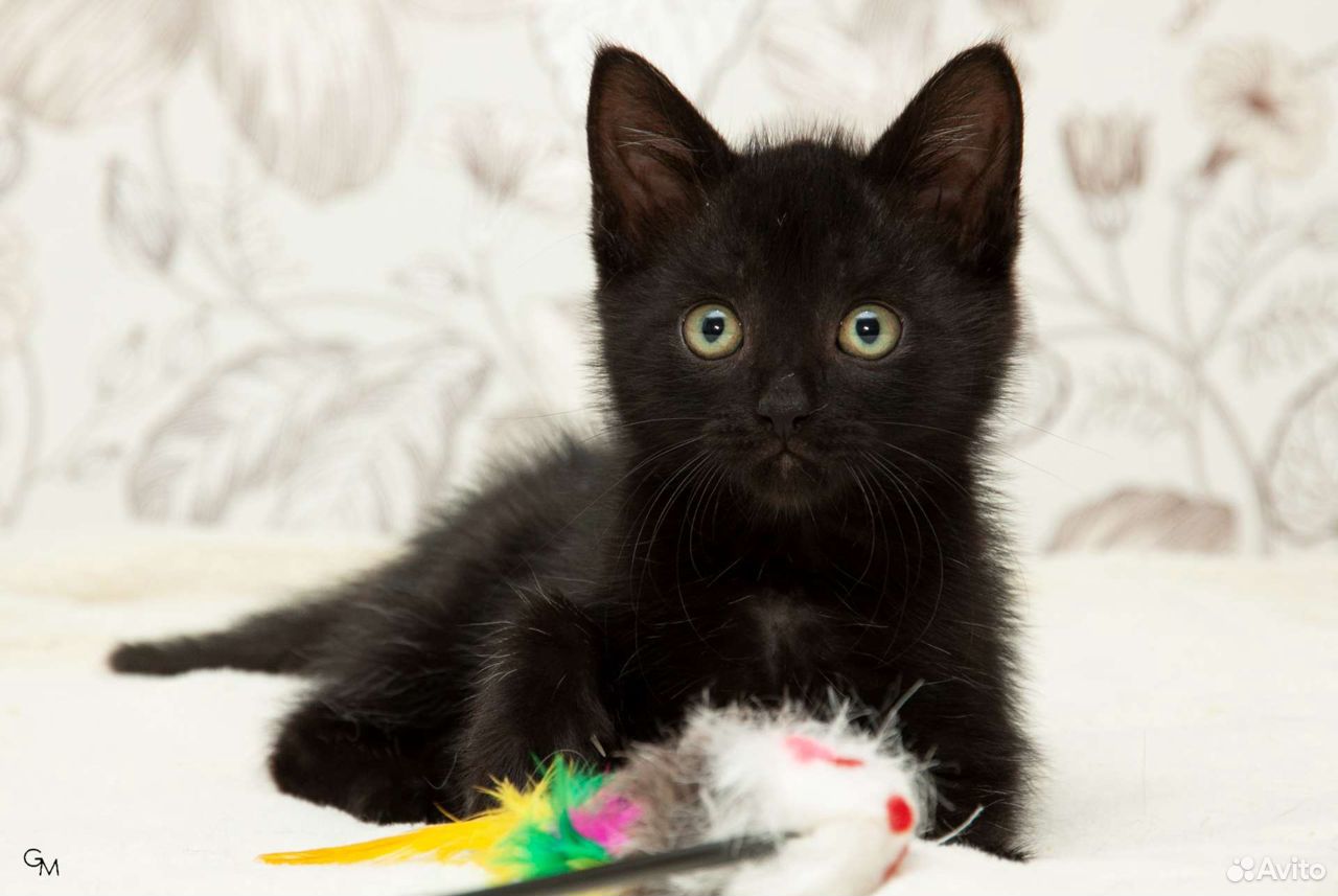 Котенок Черныша, 2,5 мес. ищет дом
