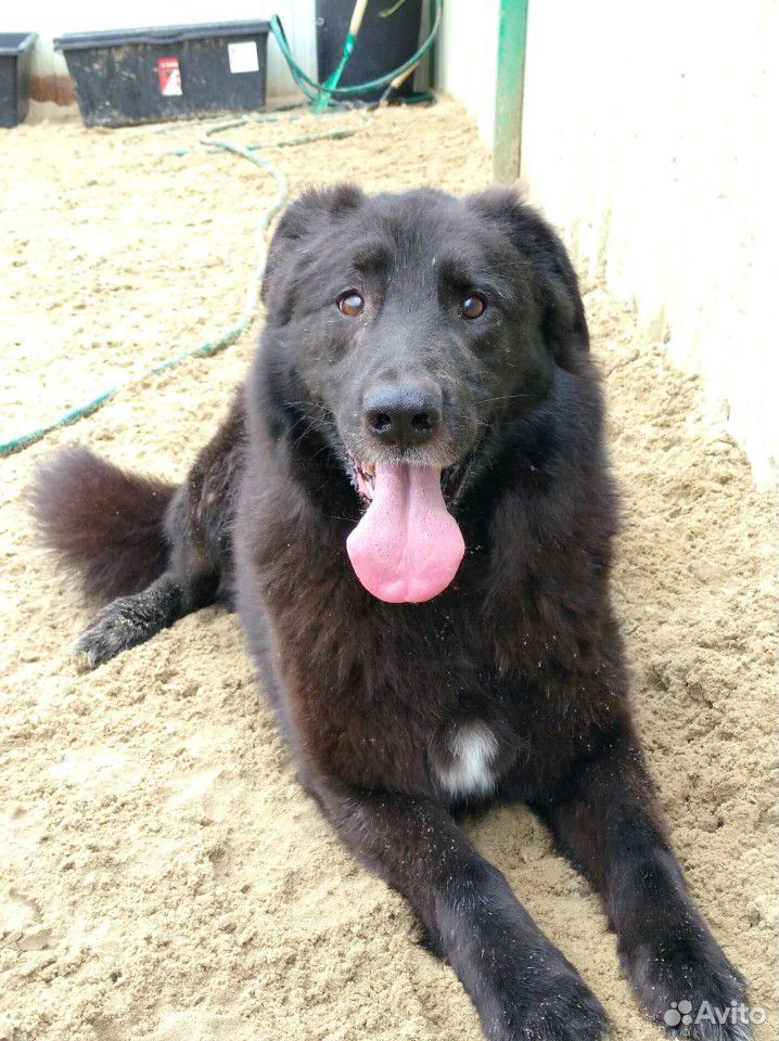 Собака в добрые руки