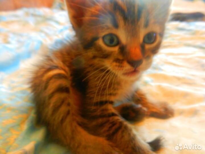 Тигровые, и серенькие котики с рыбками гуппи