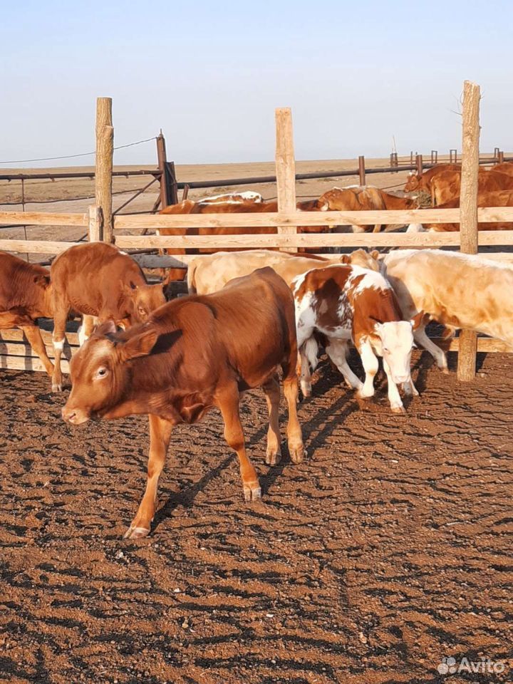 Бычки подсосный
