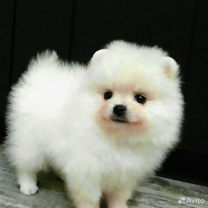 Щенок Шпица