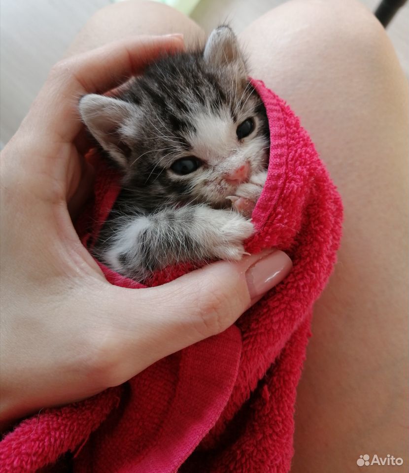 Котенок-обнимашка в добрые руки