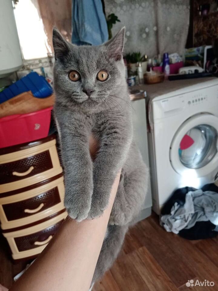 Отдам котенка