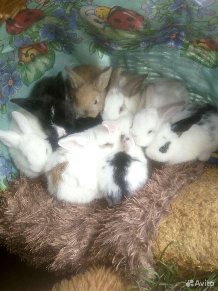 Крольчата декоративные