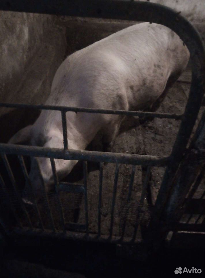 Свинья породы ландрас