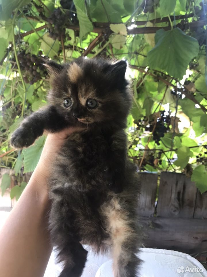 Котята
