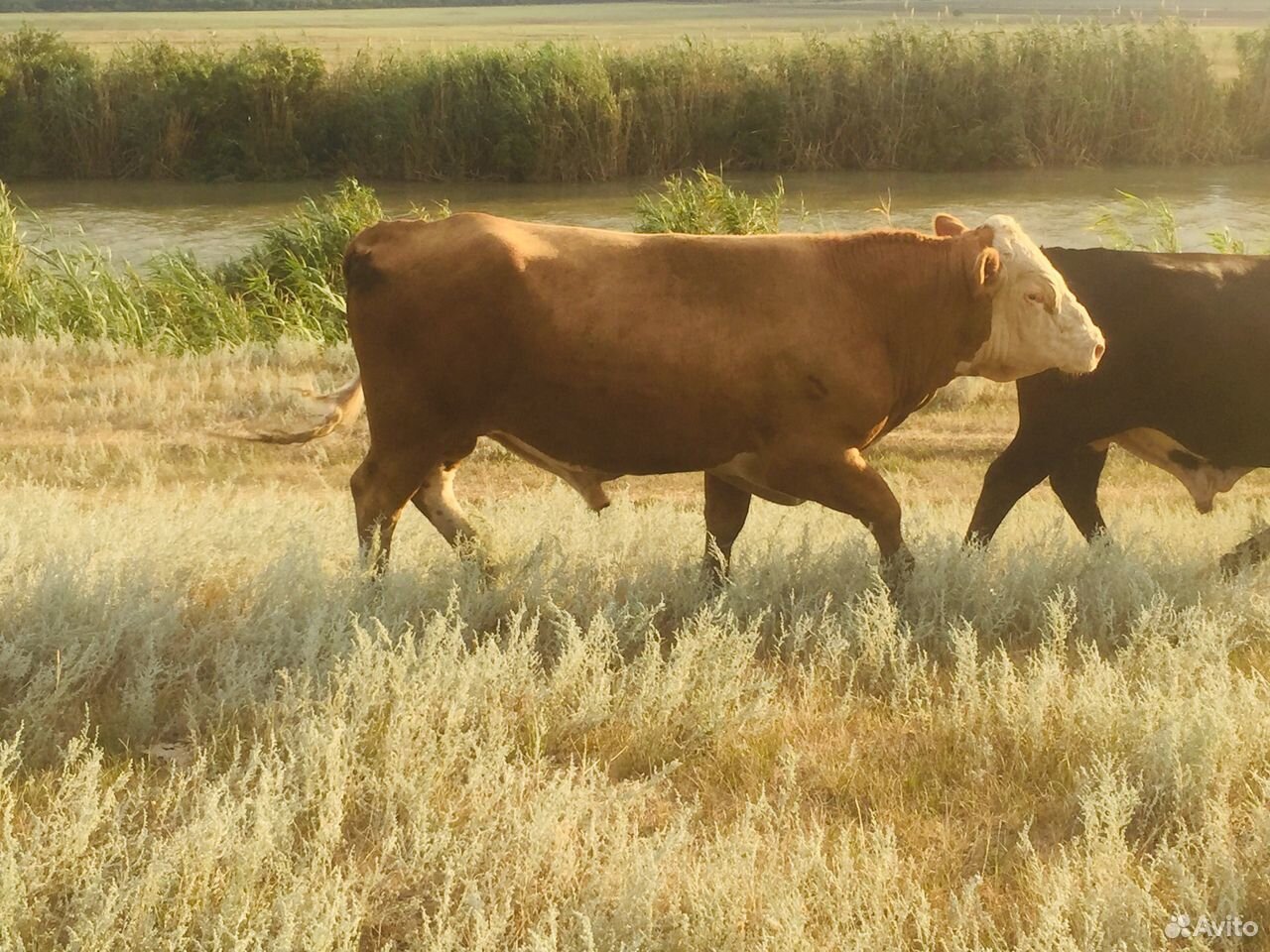 Быки производители на племя