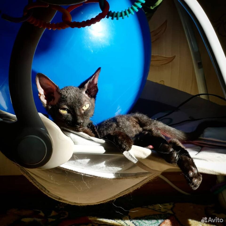 В добрые руки кошка петербургский сфинкс (браш)