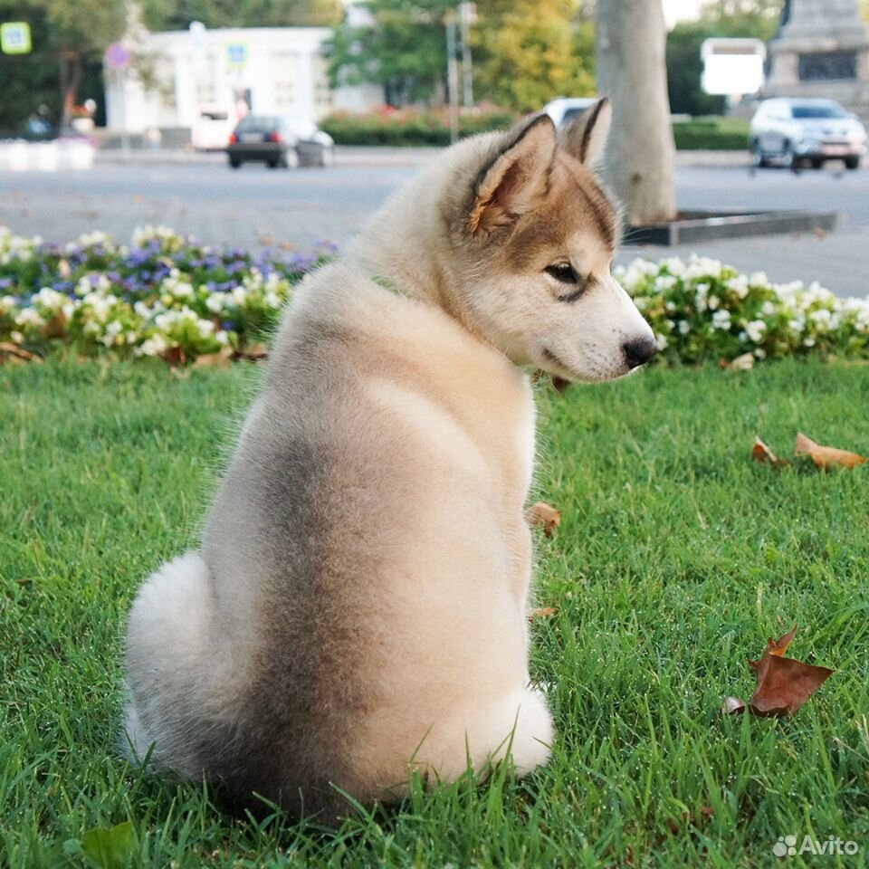 Алиментный щенок маламута РКФ