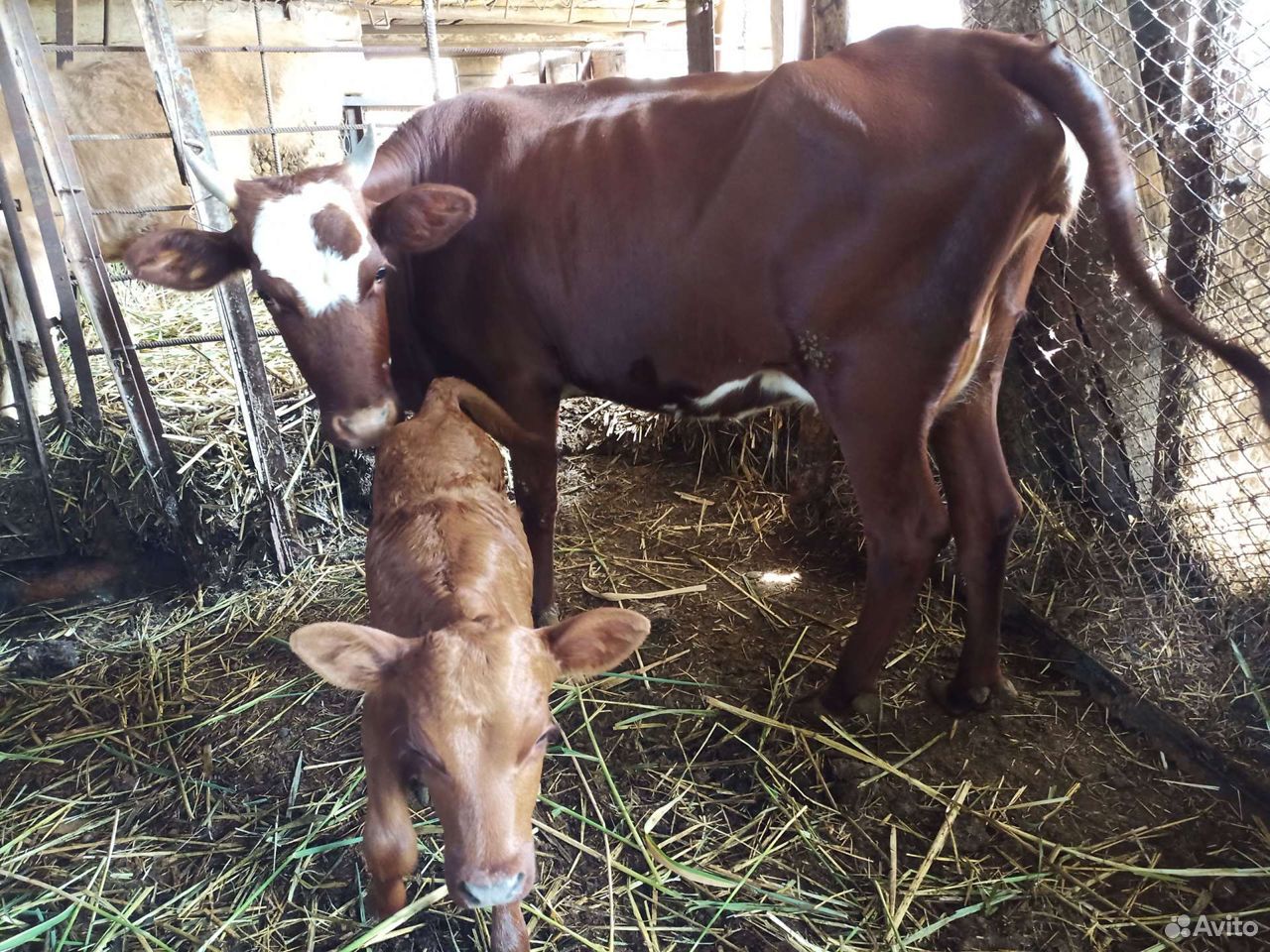 Крупнорогатый скот