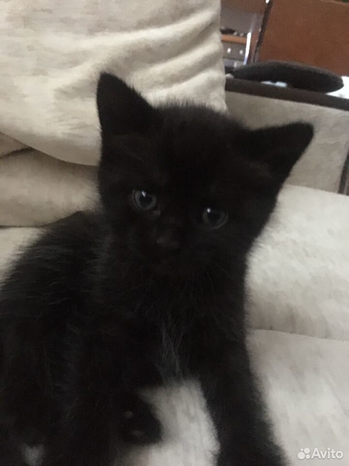 Кошечка чёрная 1,5 месяцы кушает и ходит в латочек