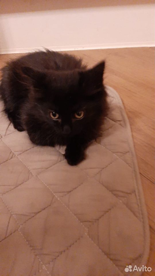 Черный- пречерный пушистый котенок Байрон