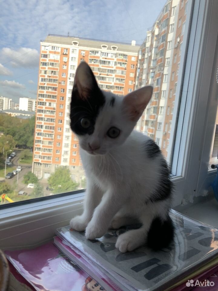 Котёнок в добрые руки