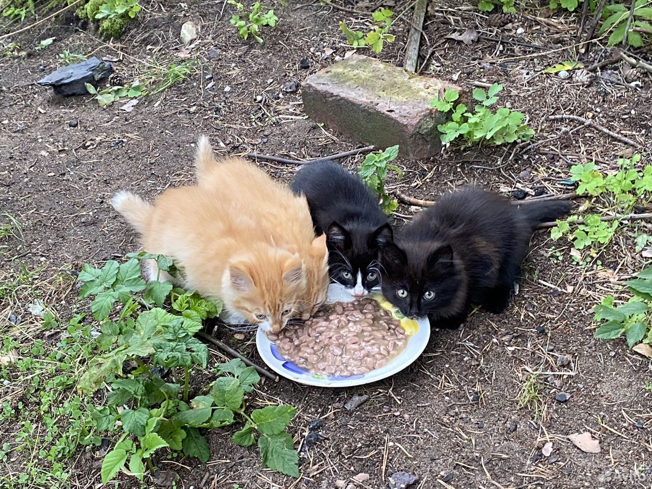 Котята