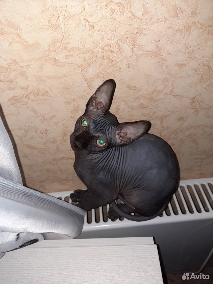 Канадский сфинкс