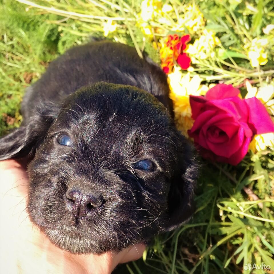 Очаровательные полупородистые щенки в добрые руки