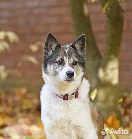 Сонечка в добрые руки