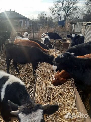 Бычки и телочки от 8 месяцев до 1.2 месяцев